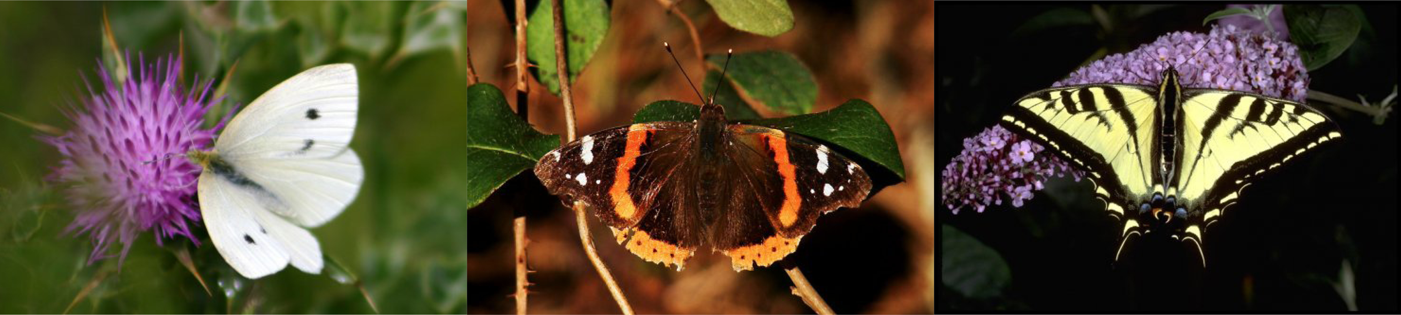 Spring flight of Central Valley butterflies - OEHHA