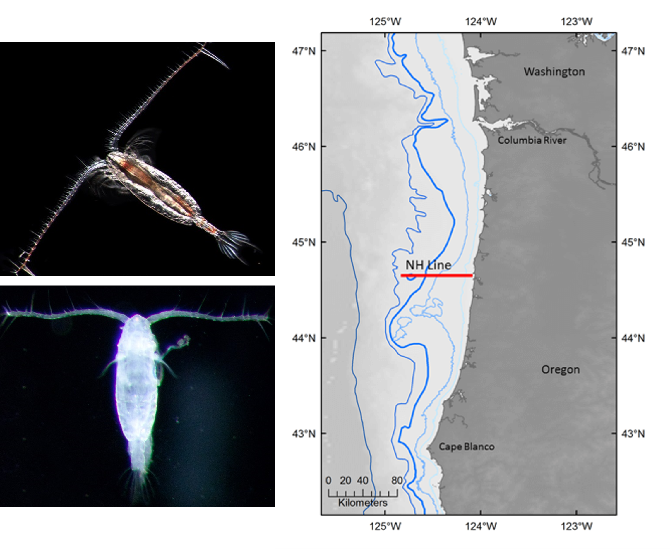 Copepods