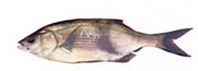 White Surfperch - OEHHA