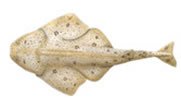 Pacific Angel Shark | OEHHA