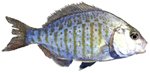 Barred Surfperch | OEHHA