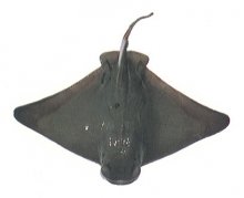 Bat Ray | OEHHA