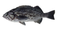 Blue Rockfish | OEHHA