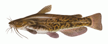 Bullhead Species | OEHHA