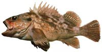 Brown Rockfish | OEHHA