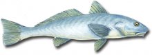 California Corbina | OEHHA
