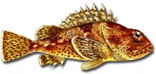 California Scorpionfish | OEHHA