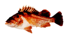 Copper Rockfish | OEHHA