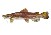 Flathead Catfish - OEHHA