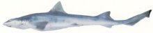 Gray Smoothhound Shark | OEHHA