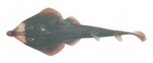 Shovelnose Guitarfish | OEHHA