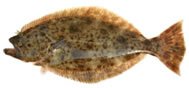 California Halibut | OEHHA