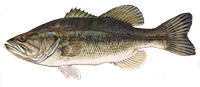 Black Bass Species - OEHHA