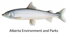Mountain Whitefish | OEHHA