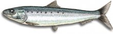 Pacific Sardine | OEHHA