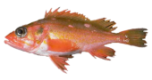 Rosethorn Rockfish | OEHHA
