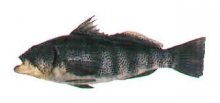 Spotted Sand Bass | OEHHA