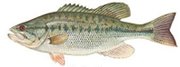 Black Bass Species - OEHHA
