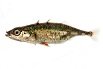Threespine Stickleback | OEHHA