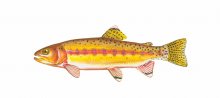 California Golden Trout | OEHHA