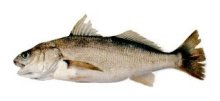 White Croaker | OEHHA
