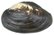 Winged Floater Mussel | OEHHA