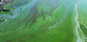 Harmful Algal Blooms (HABs) - OEHHA