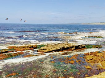 Harmful Algal Blooms (HABs) - OEHHA